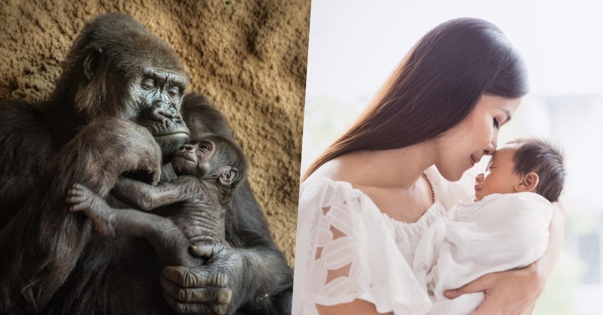 你總是用左手抱寶寶嗎？高達60～90%的母親會將嬰兒抱在左側，與慣用哪一手無關｜Mombaby 媽媽寶寶懷孕生活網